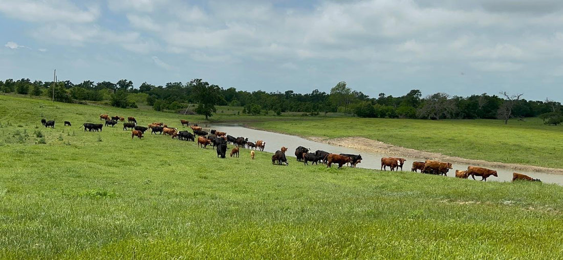 Meadows Beef